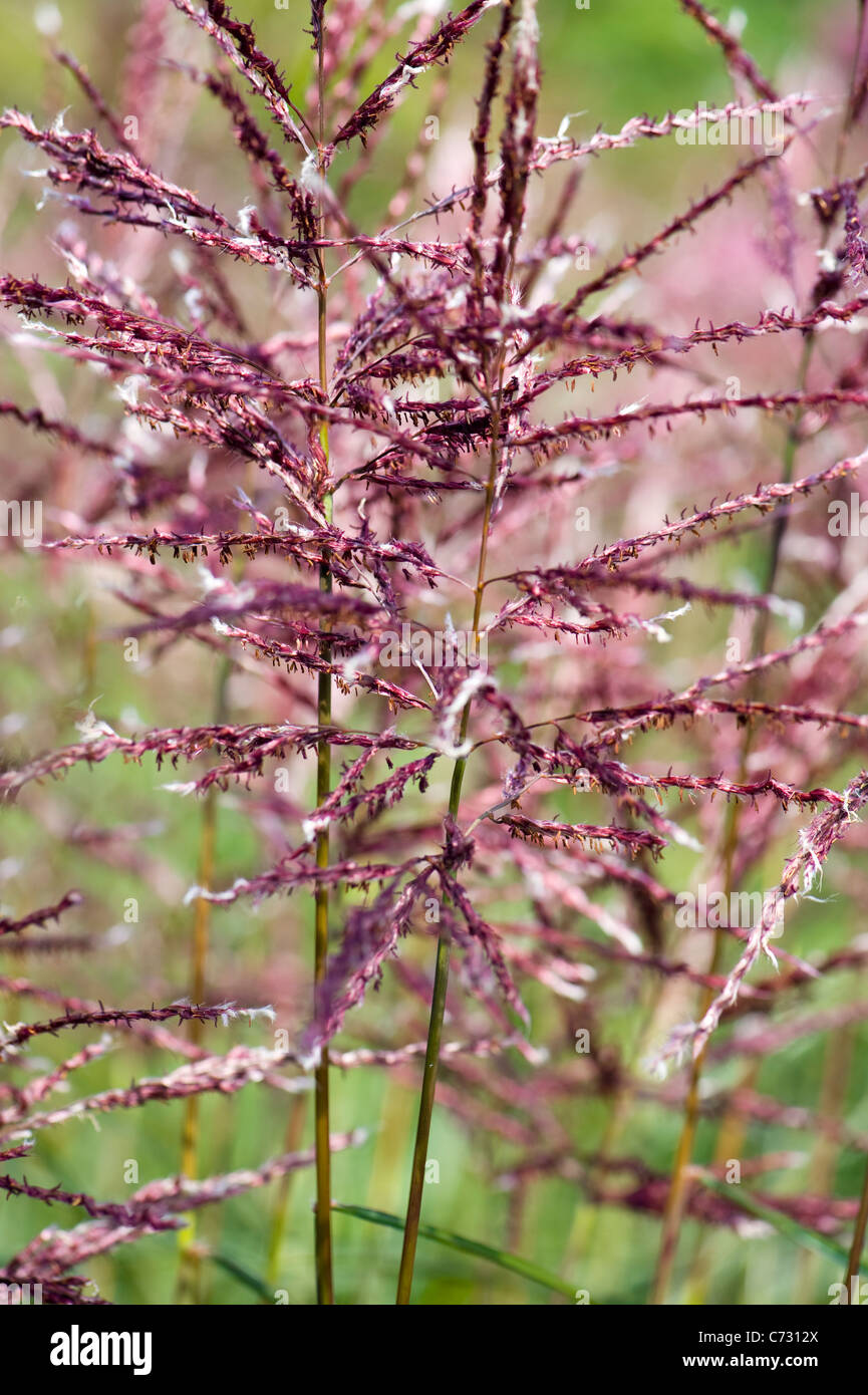 Close-up image of the late summer flowering Miscanthus sinensis ...