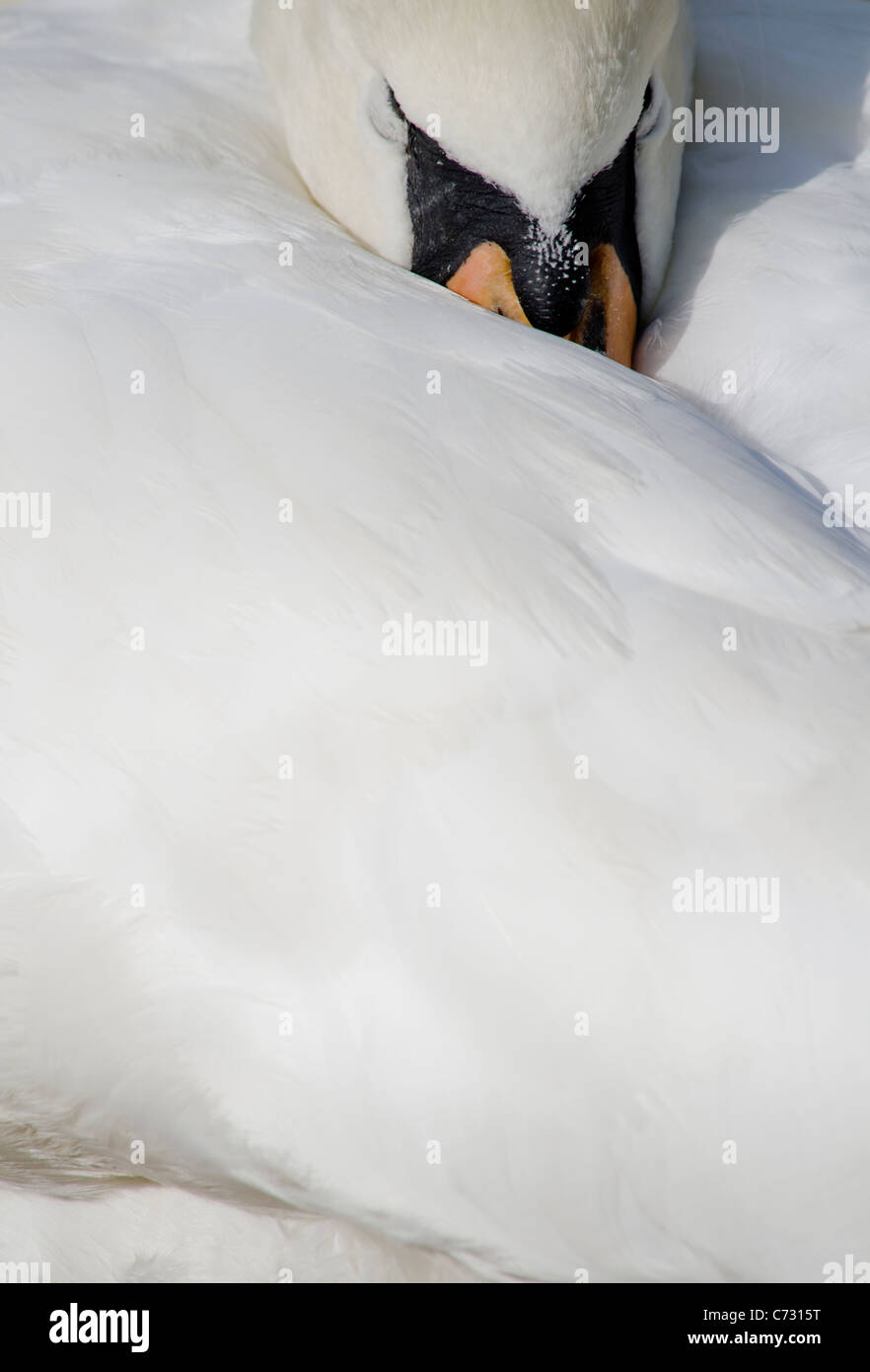 Mute swan eyes hi-res stock photography and images - Alamy