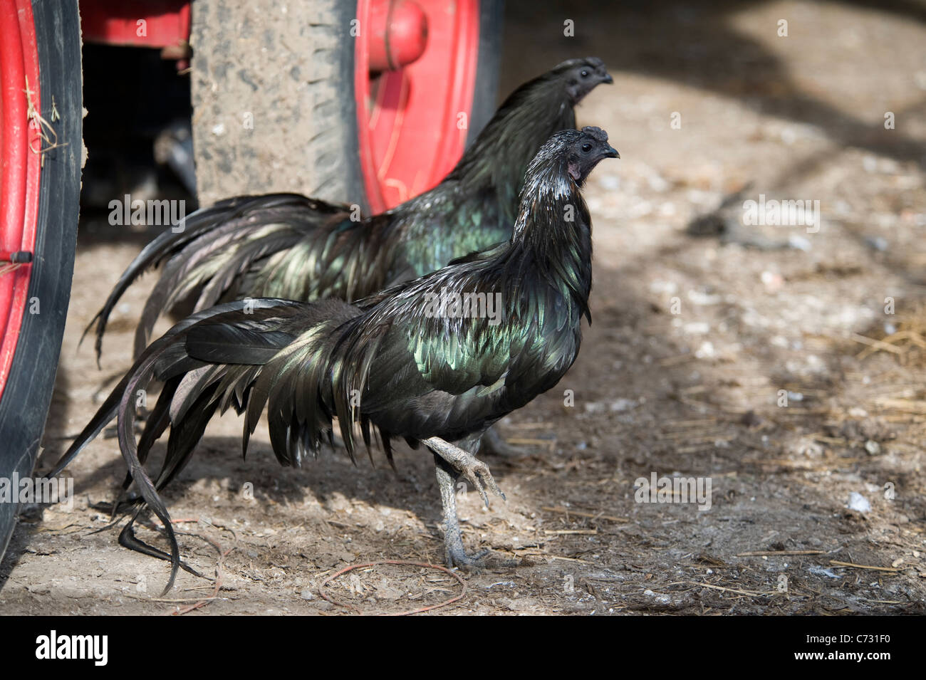 Black sumatra chicken on the farm Stock Photo - Alamy