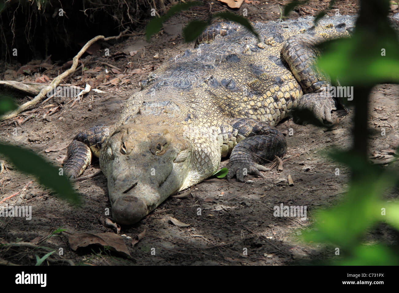 American crocodile (Crocodylus acutus), wild reptile, Belize Zoo, Mile ...