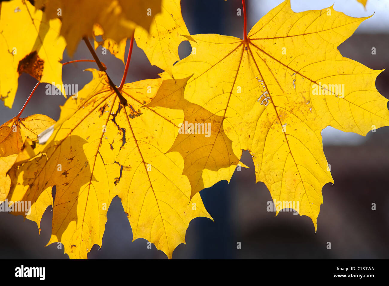 Maple leaves turning colours hi-res stock photography and images - Alamy