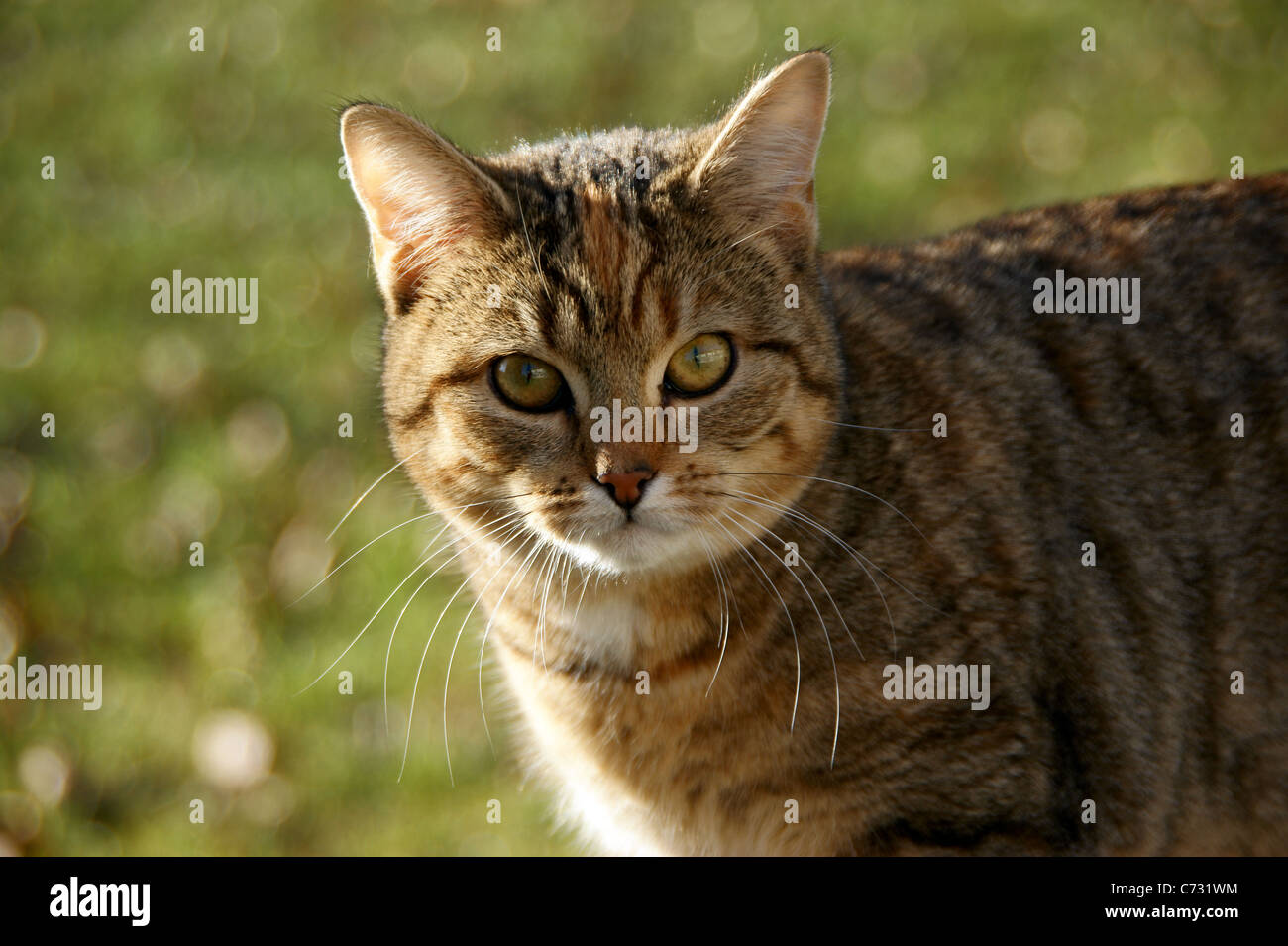 beautiful striped cat Stock Photo - Alamy