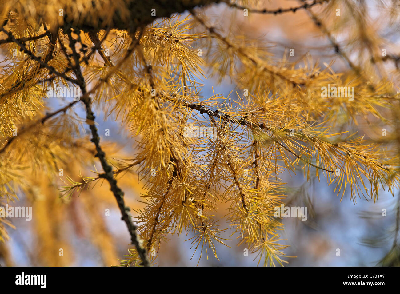 Autumn colors of fir-tree needles in close view over light blue sky ...
