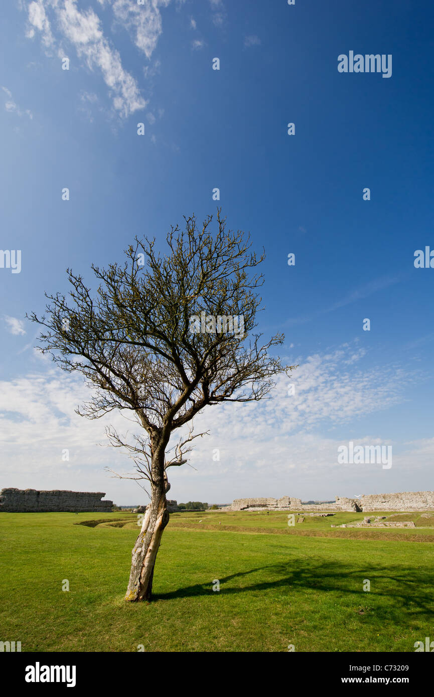 A lone tree growing in the ruins of Richborough Roman Fort in Kent ...