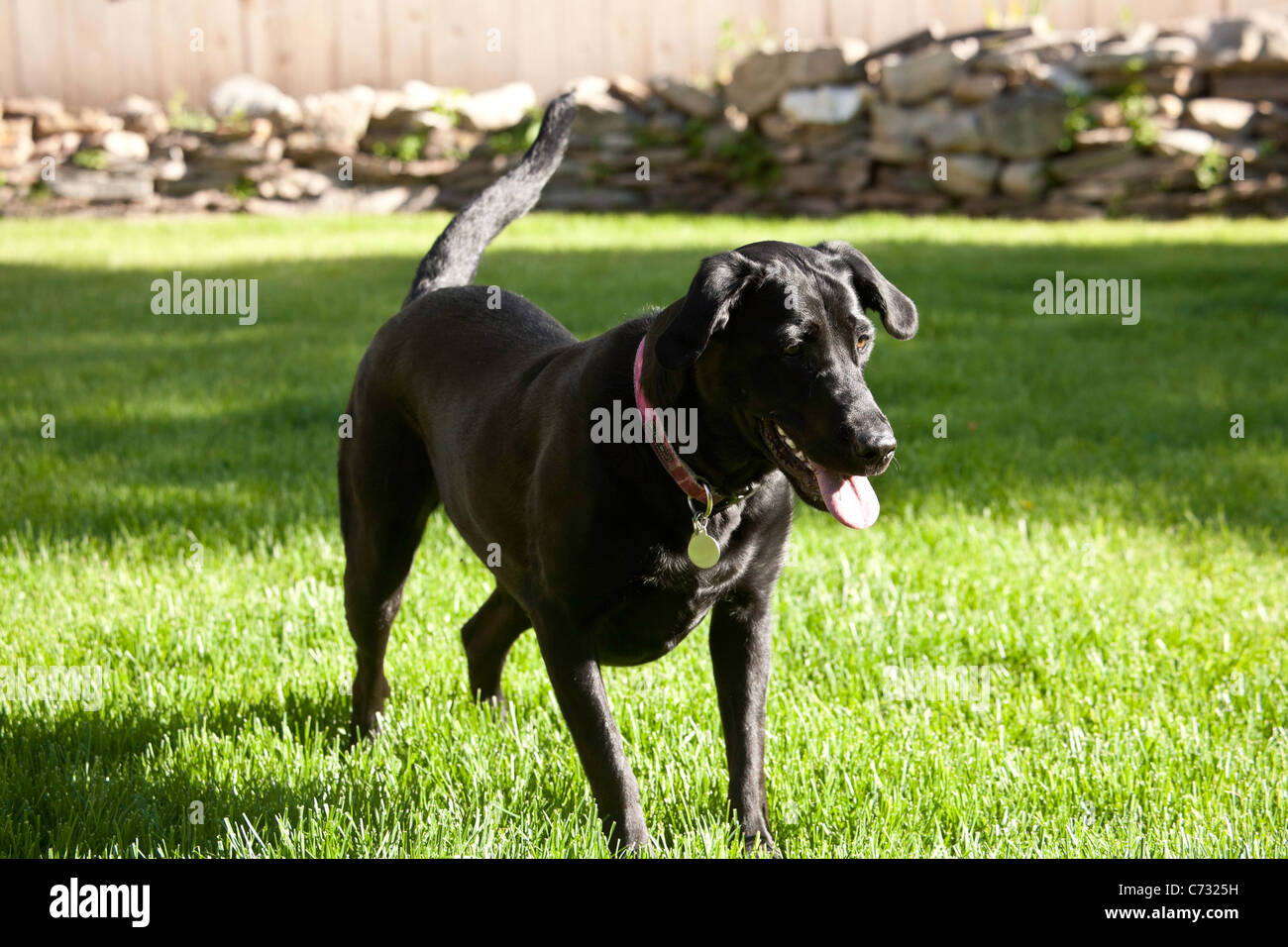 Labrador panting hi-res stock photography and images - Alamy