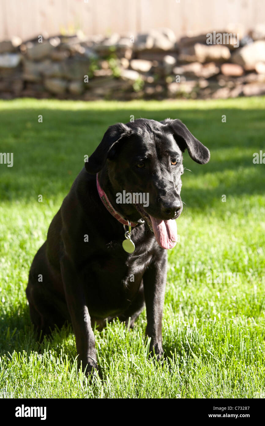 Black dog tag hi-res stock photography and images - Alamy