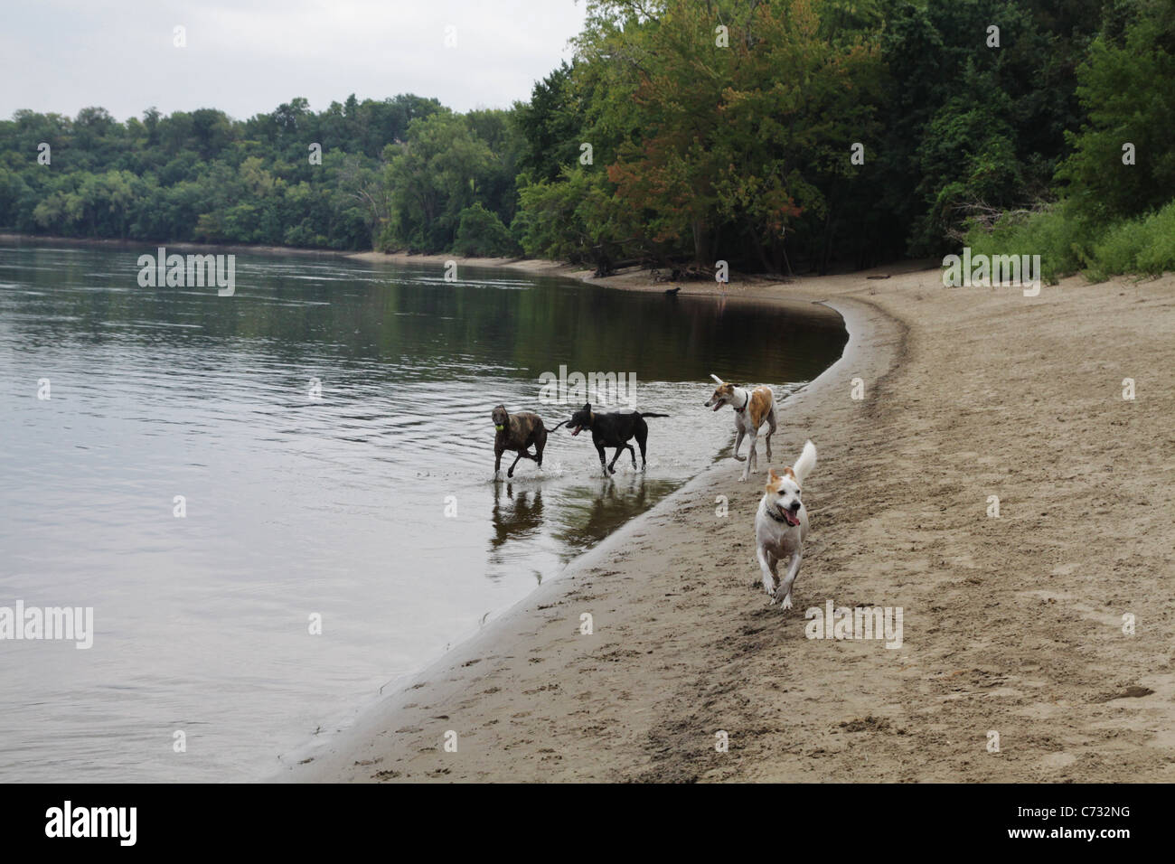Four dogs running in and along the shore of a river Stock Photo - Alamy