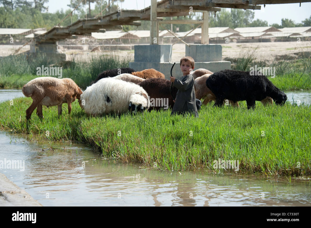 Young goat herder in Helmand village Afghanistan Stock Photo - Alamy
