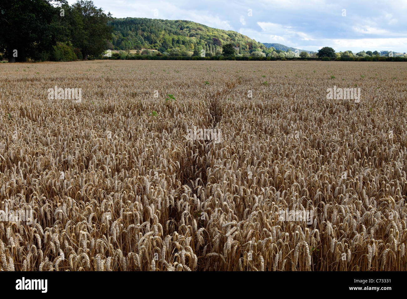 Wheat barley prices hi-res stock photography and images - Alamy
