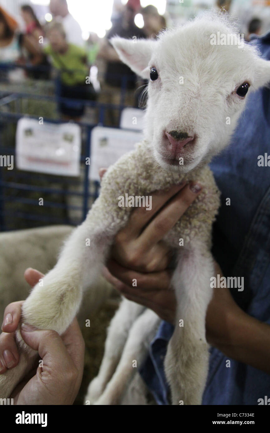 A baby lamb being held at the Minnesota State Fair Stock Photo - Alamy