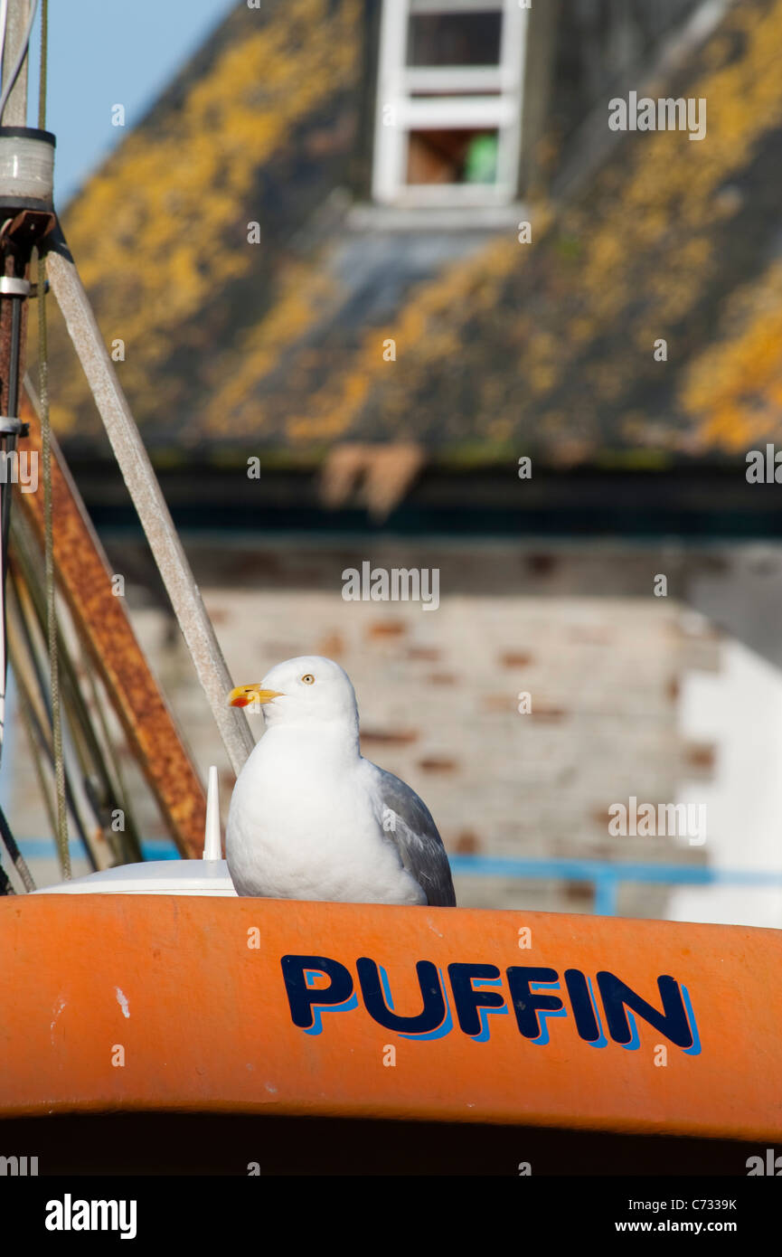 A seagull having a break on top of a boat called the Puffin in ...