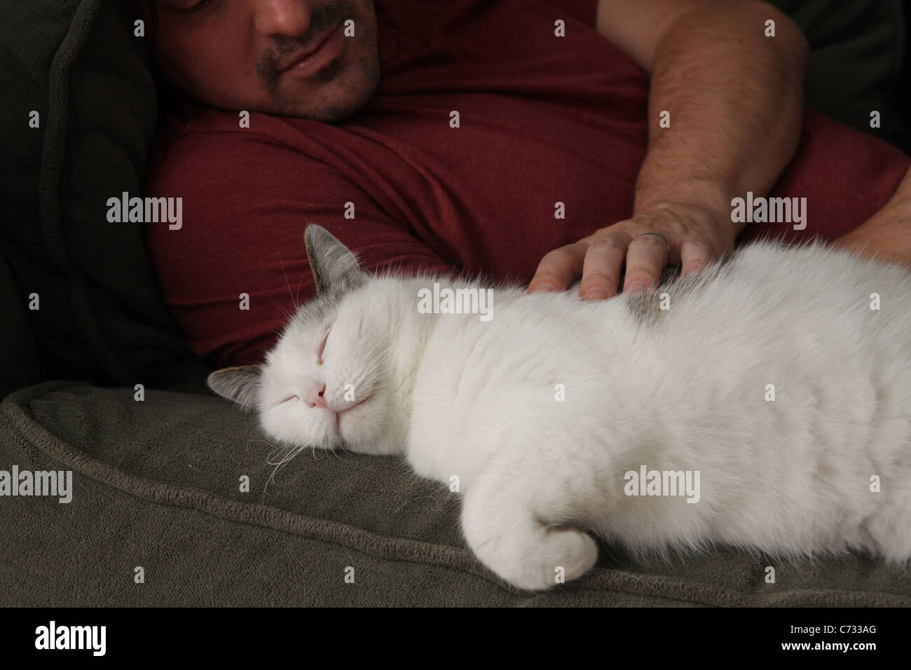 A man petting a cute white cat Stock Photo - Alamy