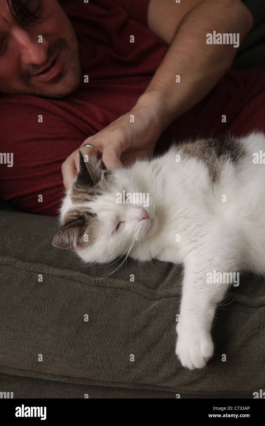 A man petting a cute white cat Stock Photo - Alamy