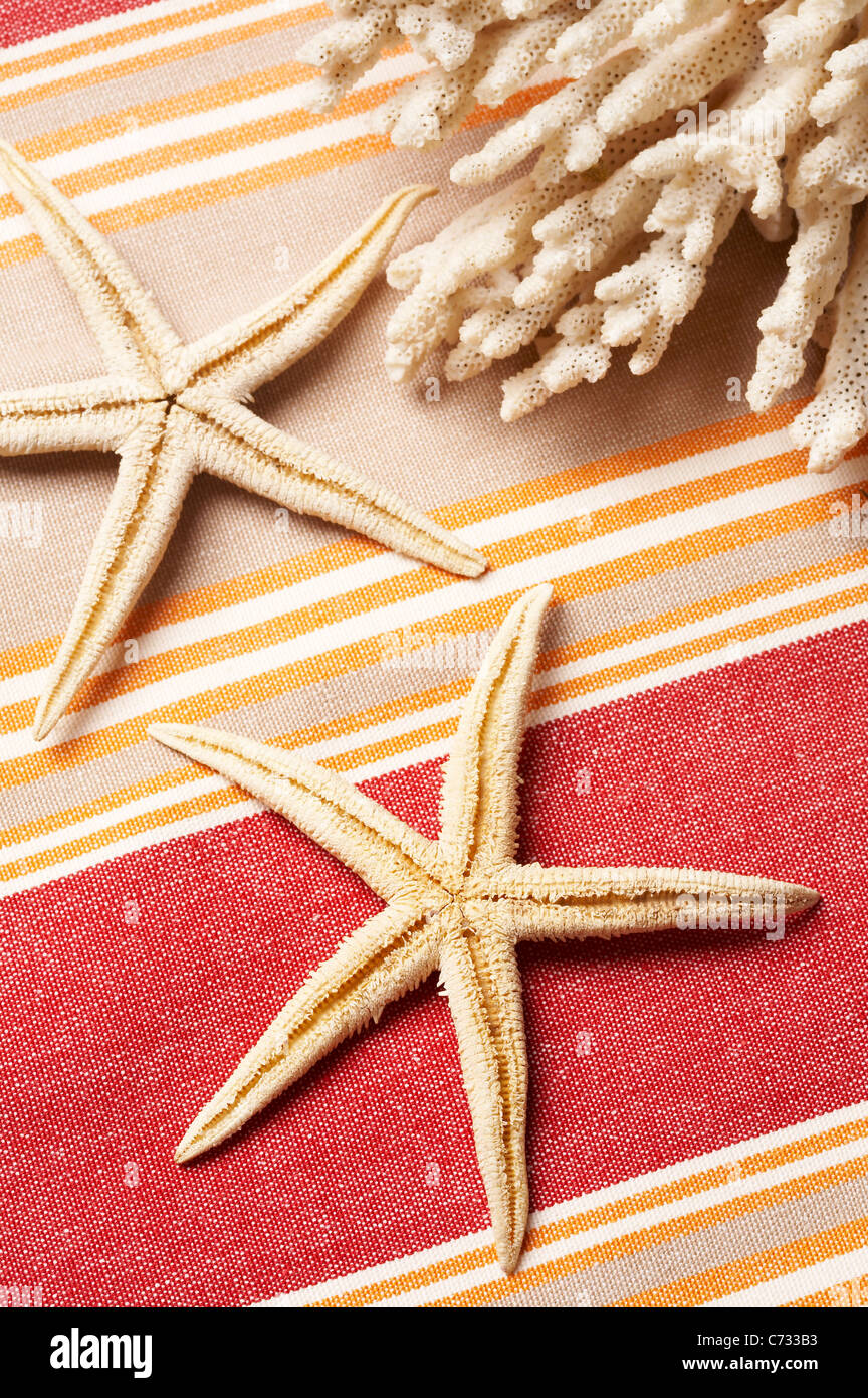 Starfish specimen hi-res stock photography and images - Alamy