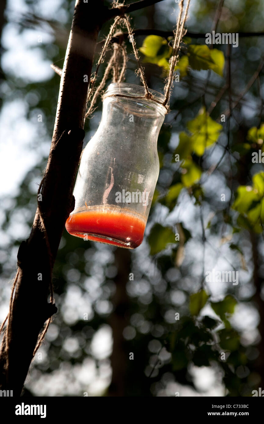 A jar with red colouring is hung up in a tree as decoration Stock Photo ...