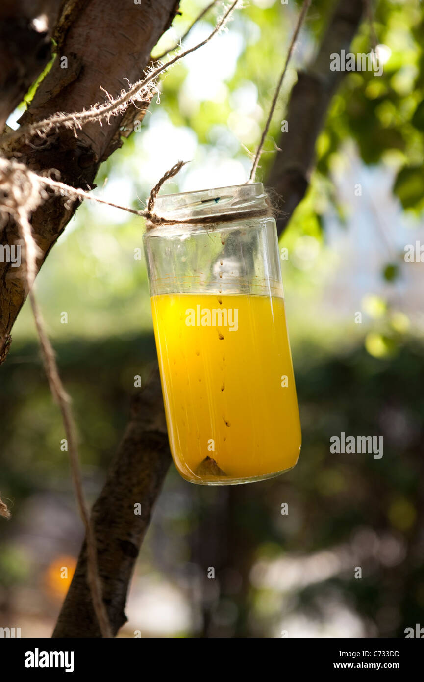 A jar with yellow colouring is hung up in a tree as decoration Stock ...