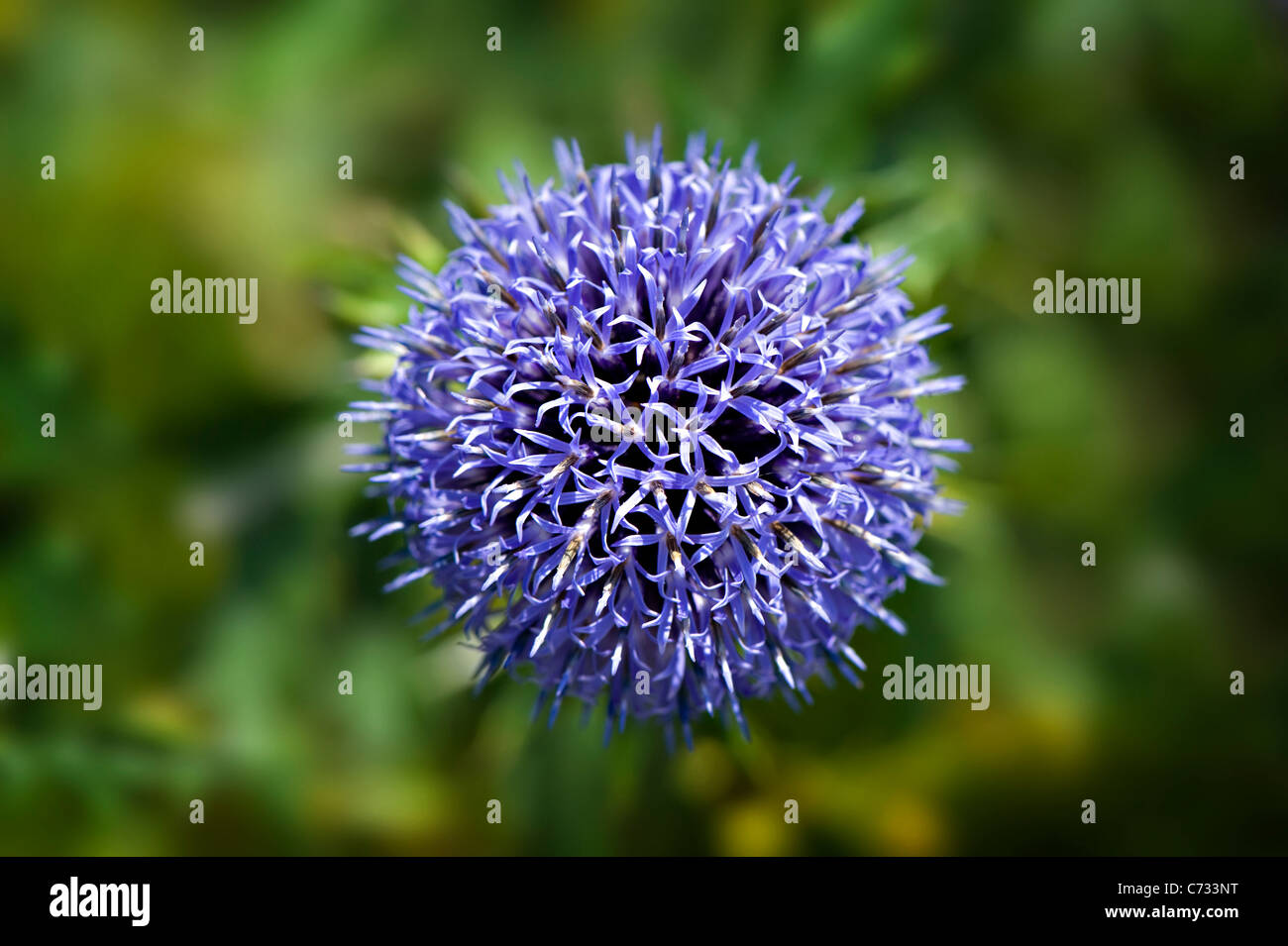 Close-up, macro image of a single, blue Echinops Ritro Veitch's Blue ...