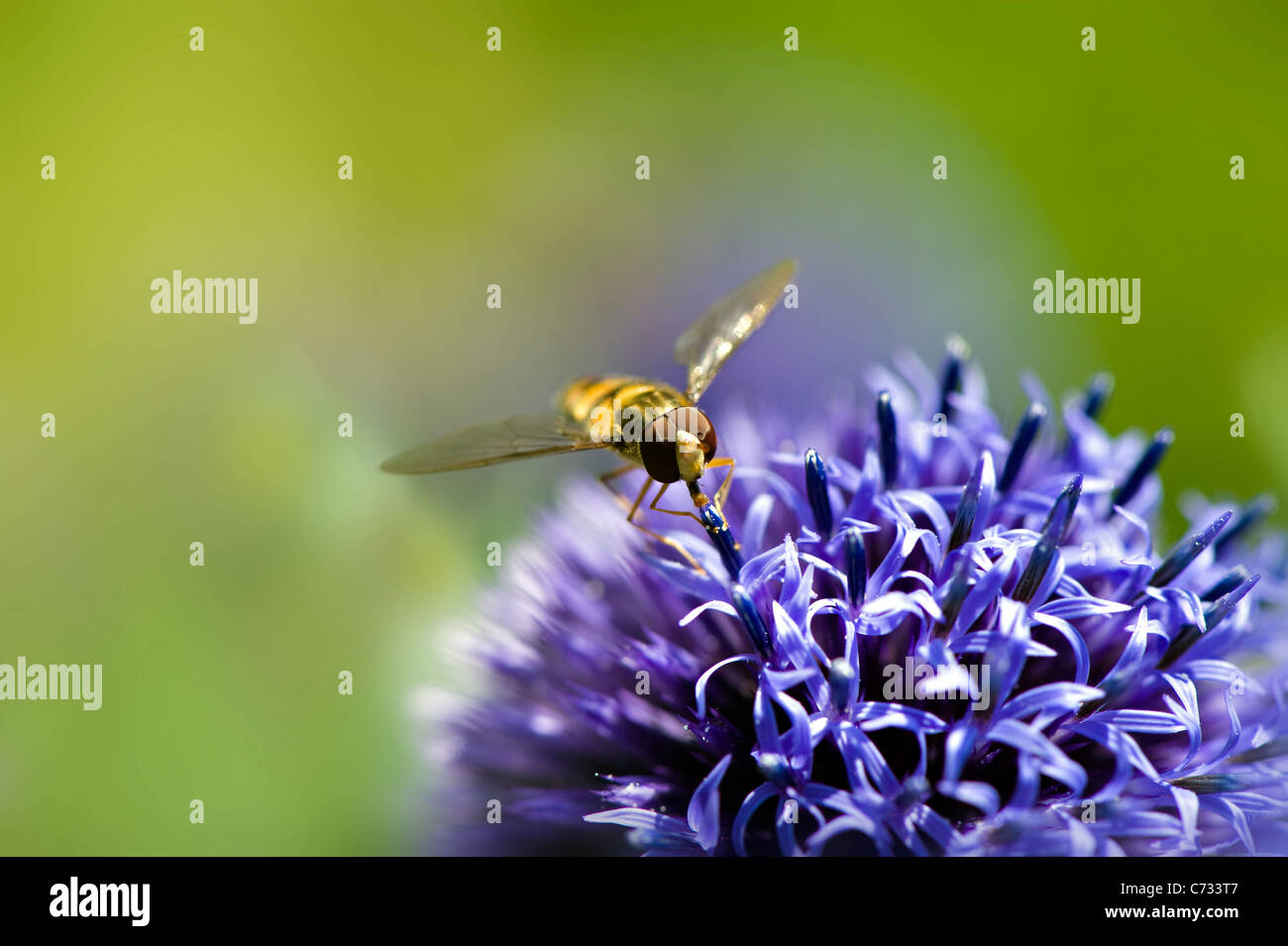 Echinops Ritro Veitch's Blue - small globe thistle with a hover fly ...