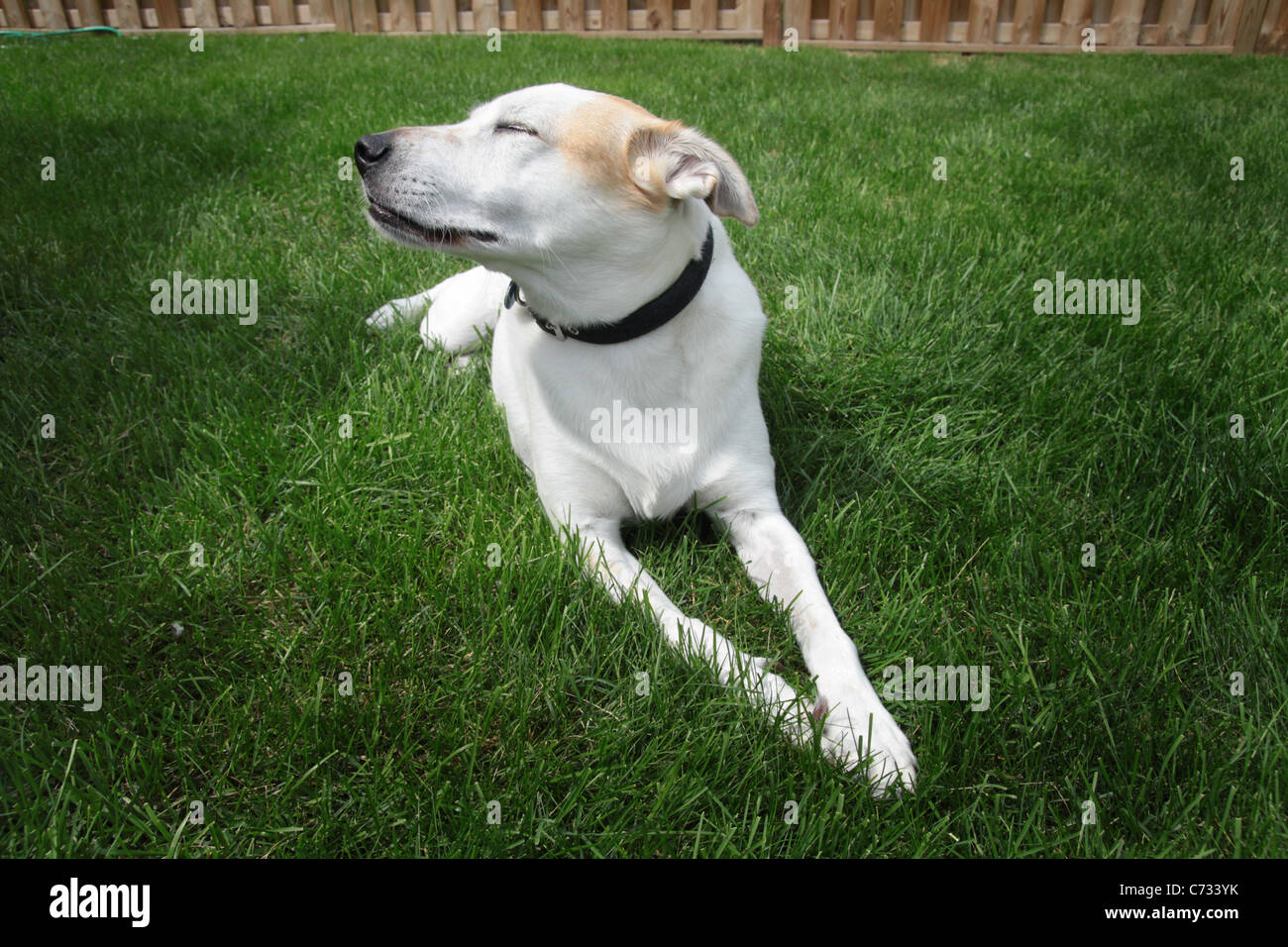 A dog lying in the grass and smelling the air Stock Photo - Alamy