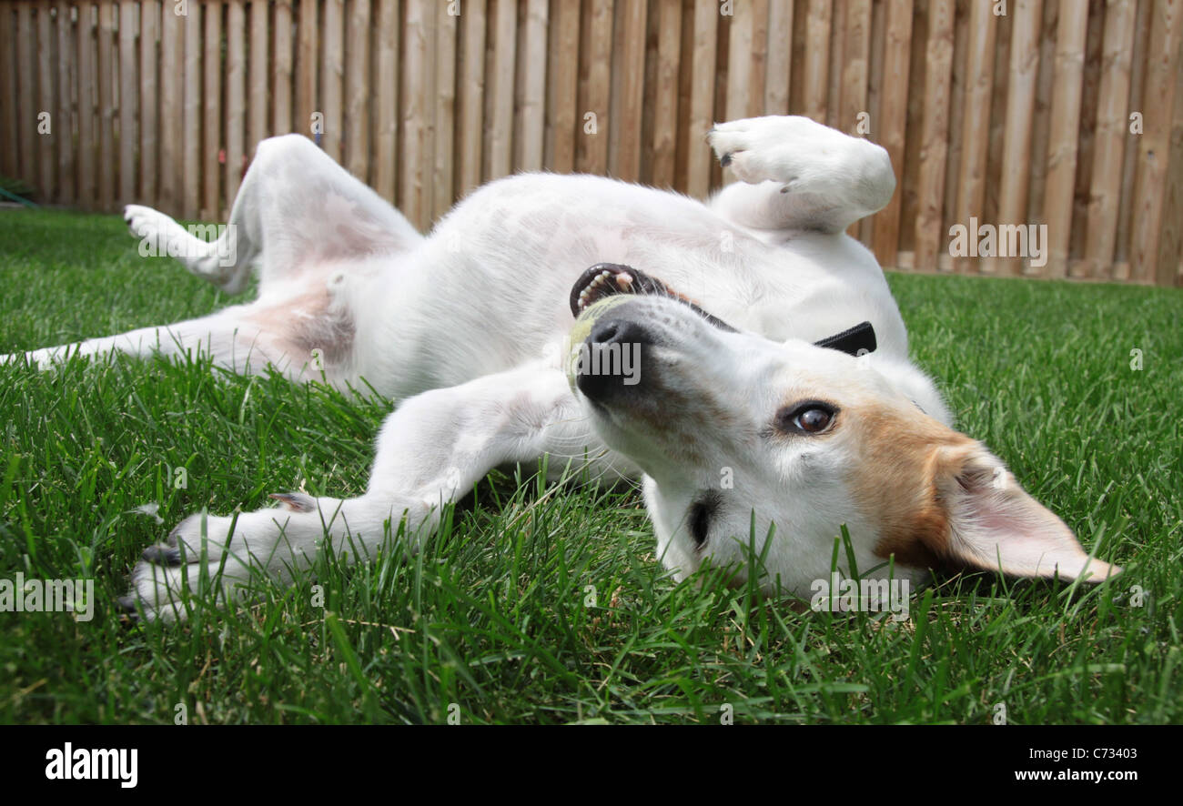 Dog rolling on back hi-res stock photography and images - Alamy