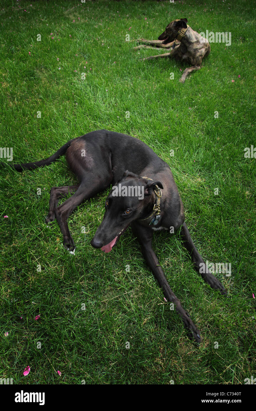 Two greyhounds lying in the grass Stock Photo - Alamy