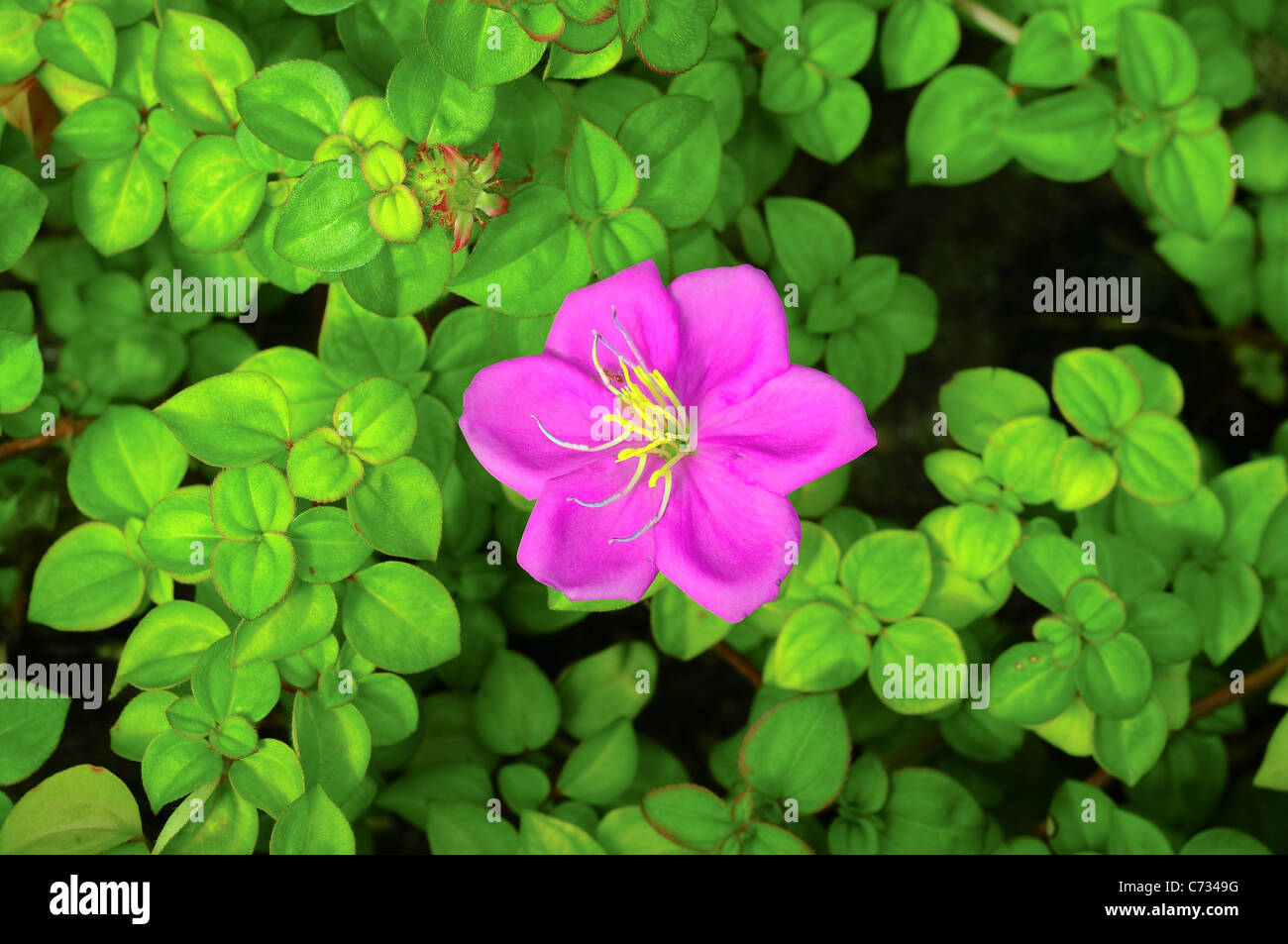 Spanish shawl plant hi-res stock photography and images - Alamy