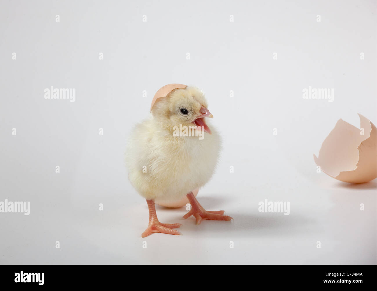 Newly born chick hi-res stock photography and images - Alamy