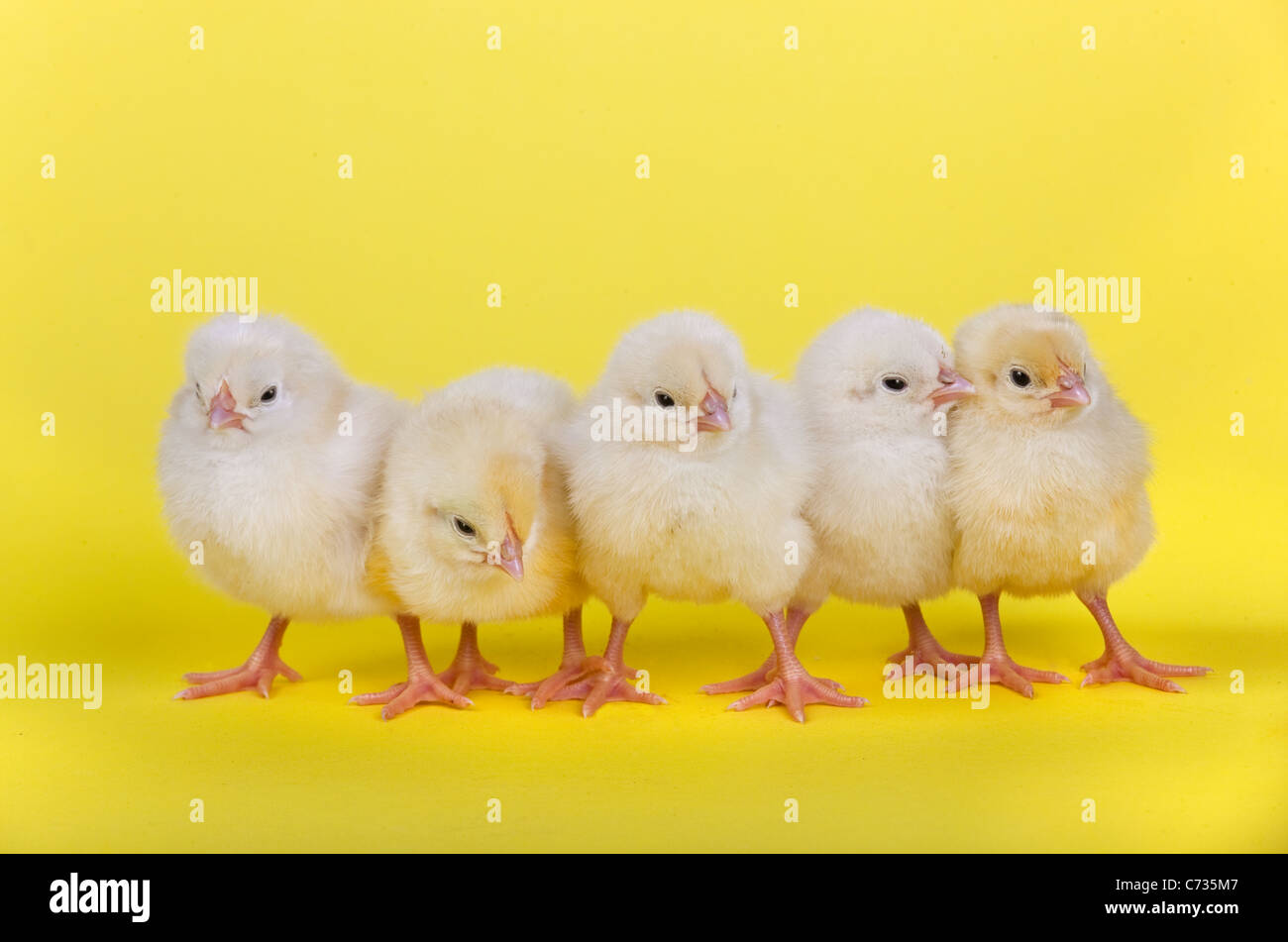 Lineup background hi-res stock photography and images - Alamy