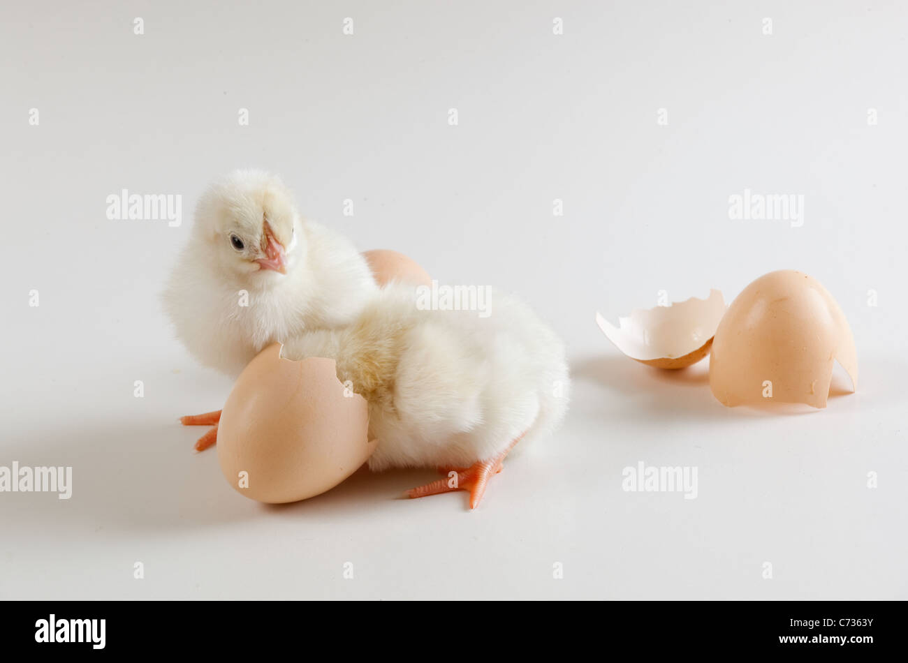 newly hatched Dayold Chicks and eggshells Stock Photo - Alamy