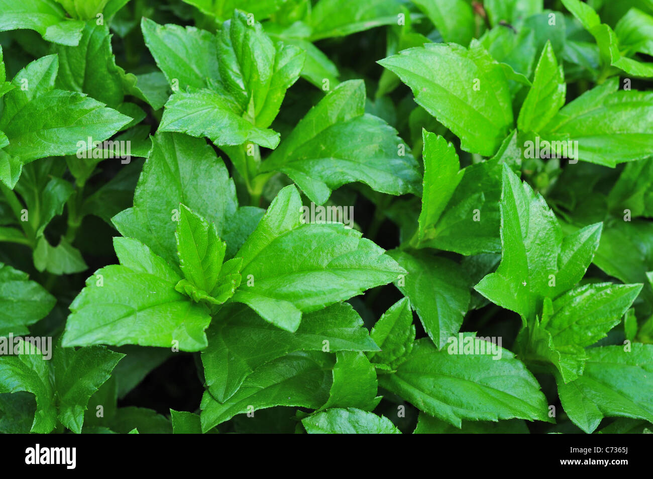 Wedelia trilobata flowers hi-res stock photography and images - Alamy