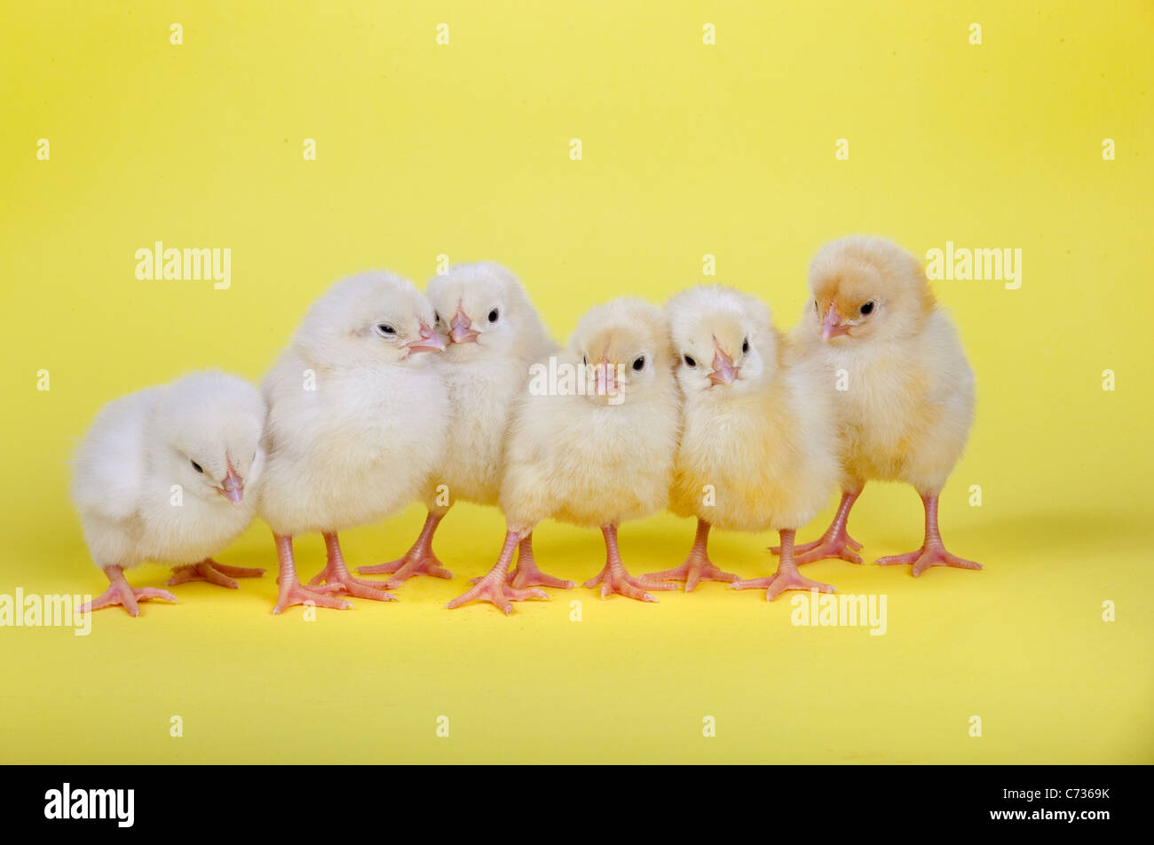 six newly hatched Dayold Chicks in a row on yellow background Stock ...