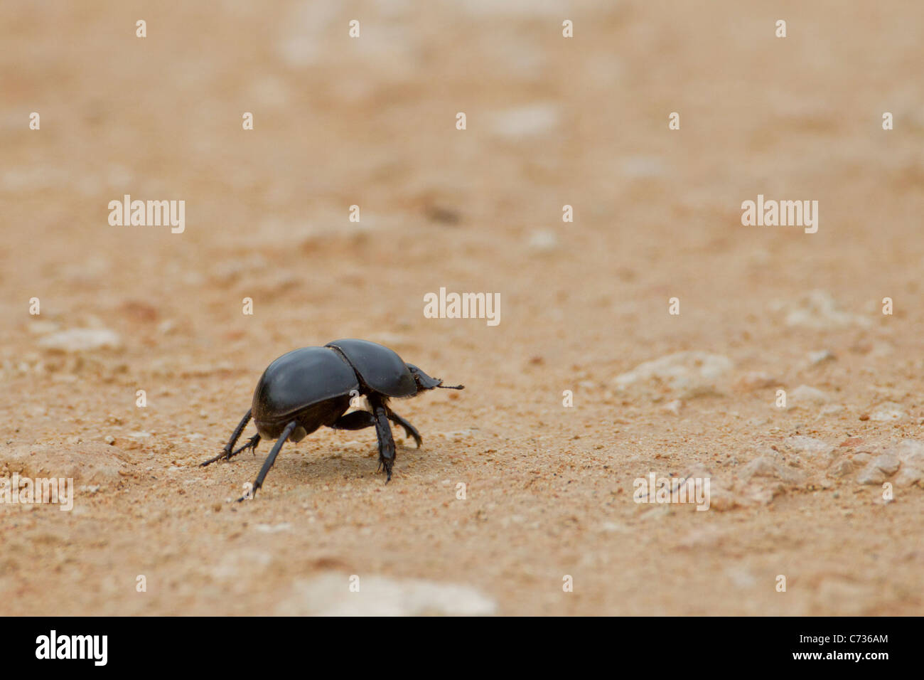 Beetle south africa hi-res stock photography and images - Alamy