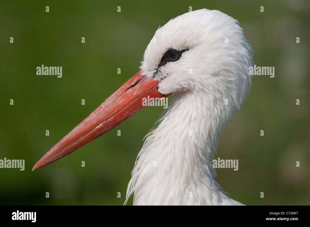 Stork posing hi-res stock photography and images - Alamy