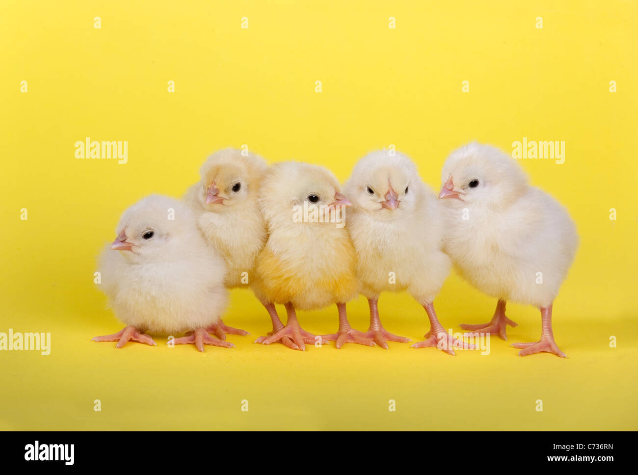 five newly hatched Dayold Chicks in a row on yellow background Stock ...