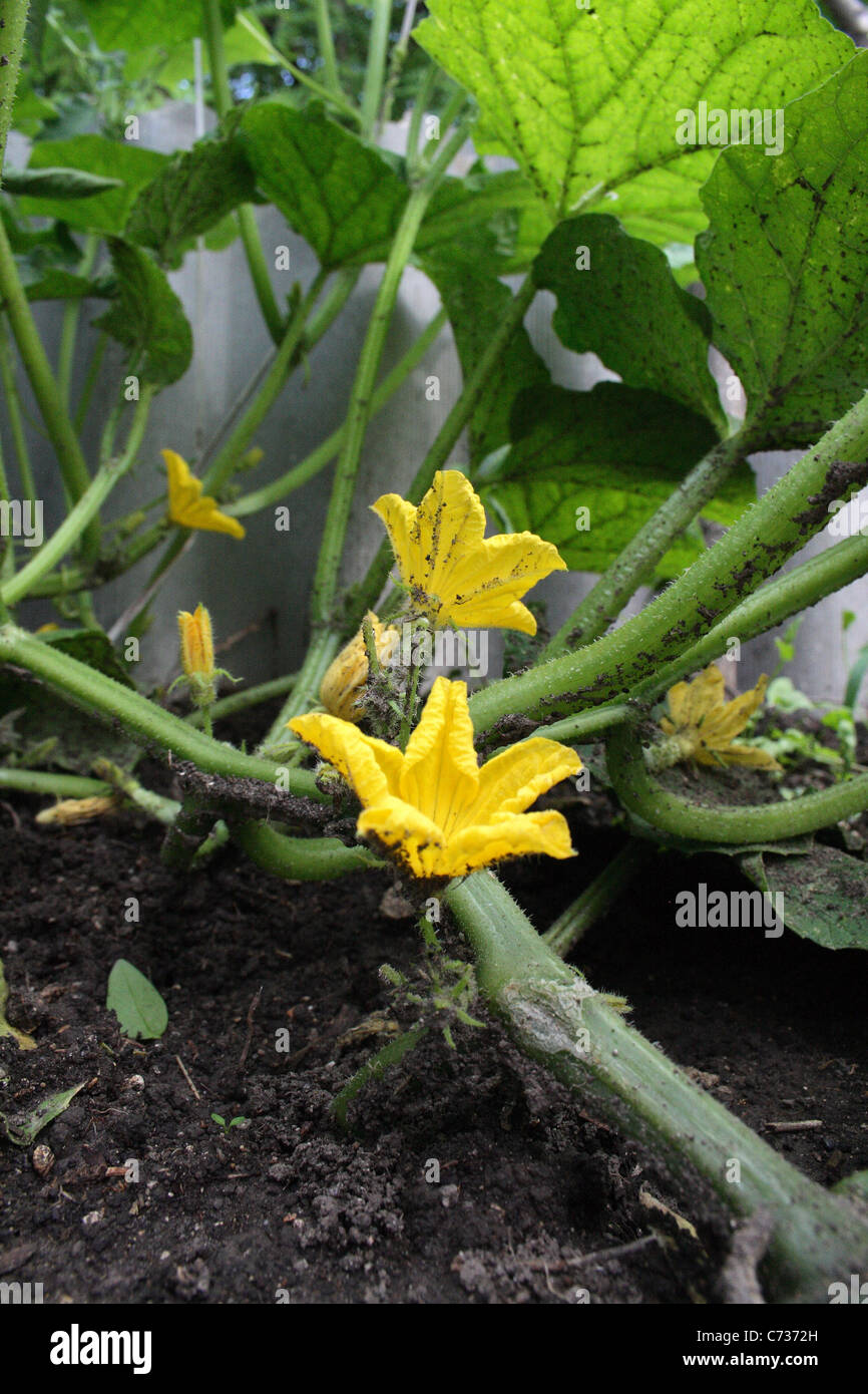flowering cucumber plant Stock Photo - Alamy