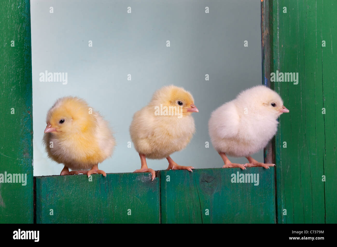 Newly shed hi-res stock photography and images - Alamy