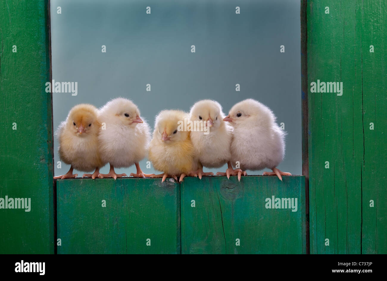 Newly shed hi-res stock photography and images - Alamy