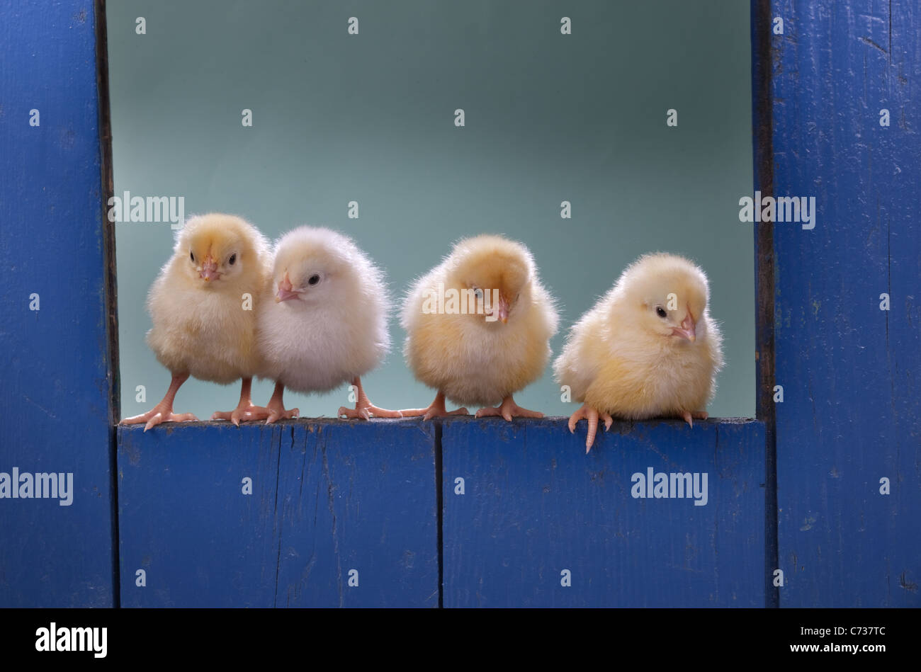 newly hatched Dayold Chicks in blue shed Stock Photo - Alamy