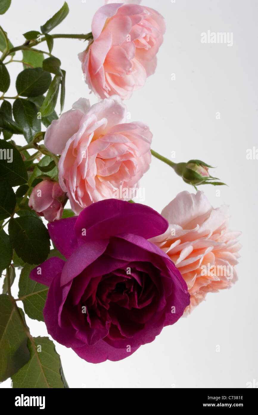 A bouquet of English roses: William Shakespeare and Heritage roses ...