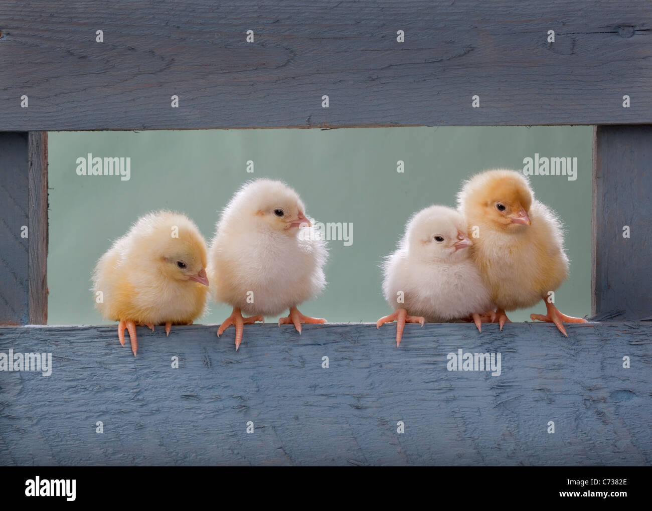 newly hatched Dayold Chicks in blue shed Stock Photo - Alamy