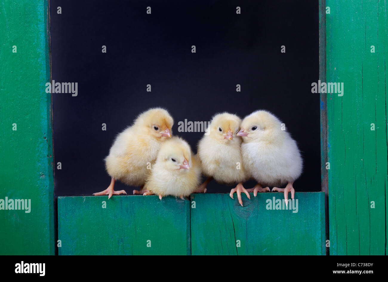 newly hatched Dayold Chicks in green shed Stock Photo - Alamy