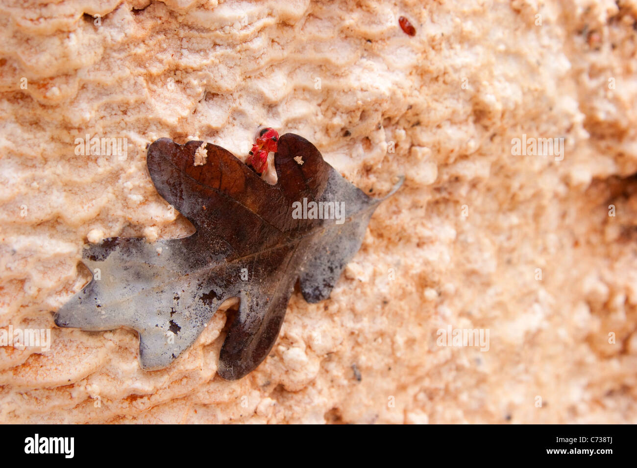 Leaf covered by minerals from a geyser in Saratoga NY Stock Photo - Alamy