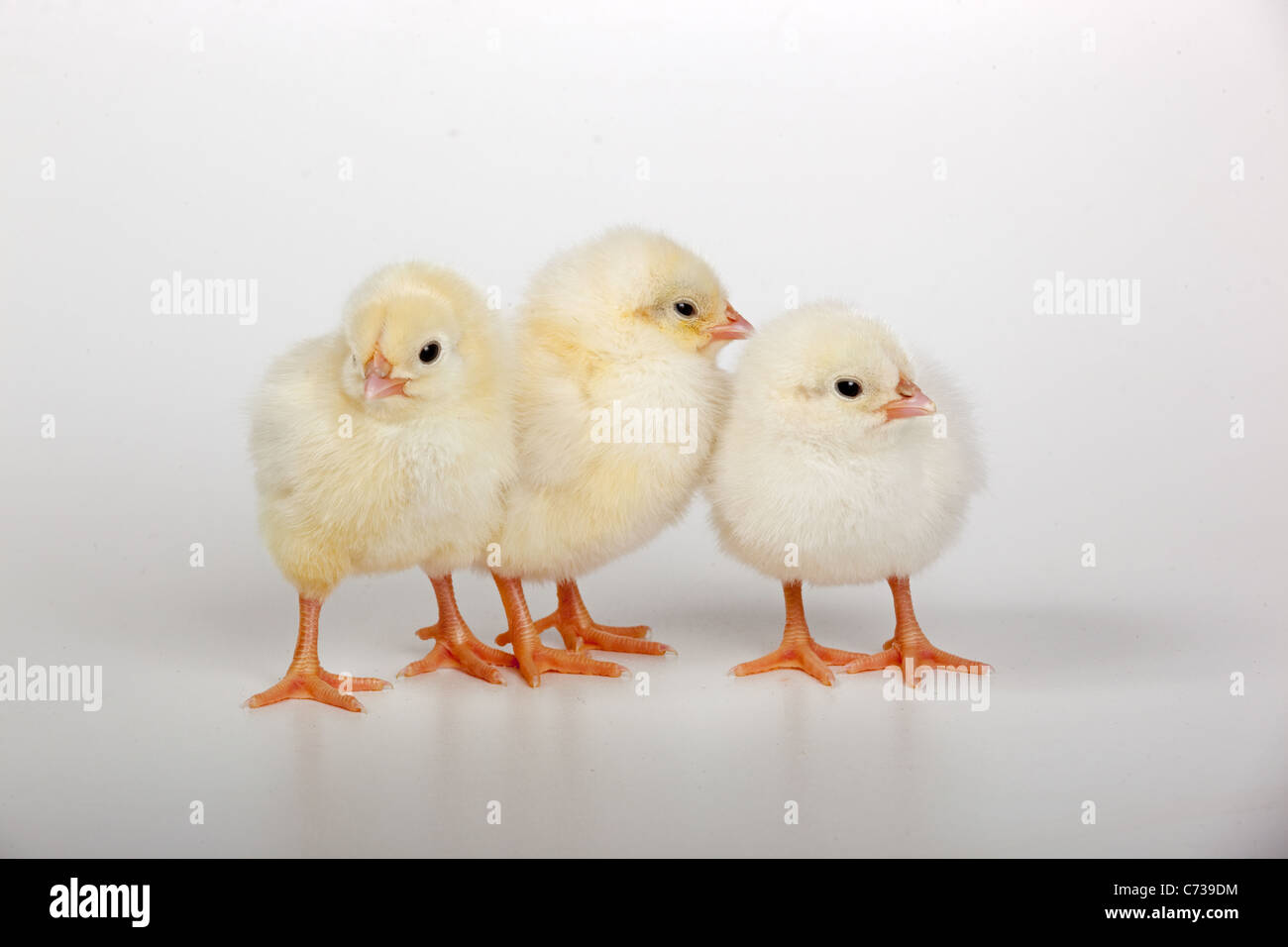 three newly hatched Dayold Chicks on white background Stock Photo - Alamy