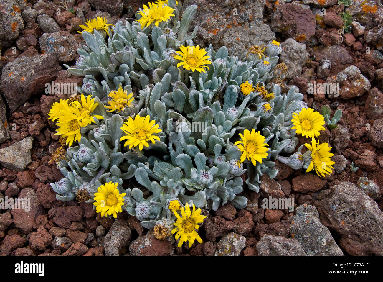 Flowers, Bale plateau, Ethiopia Stock Photo - Alamy