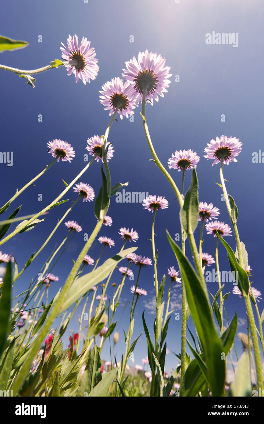 Mountain daisy hi-res stock photography and images - Alamy