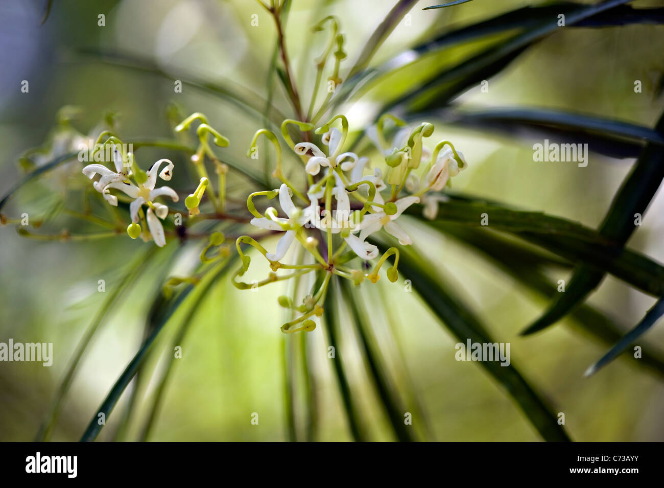 Long leaf lomatia hi-res stock photography and images - Alamy