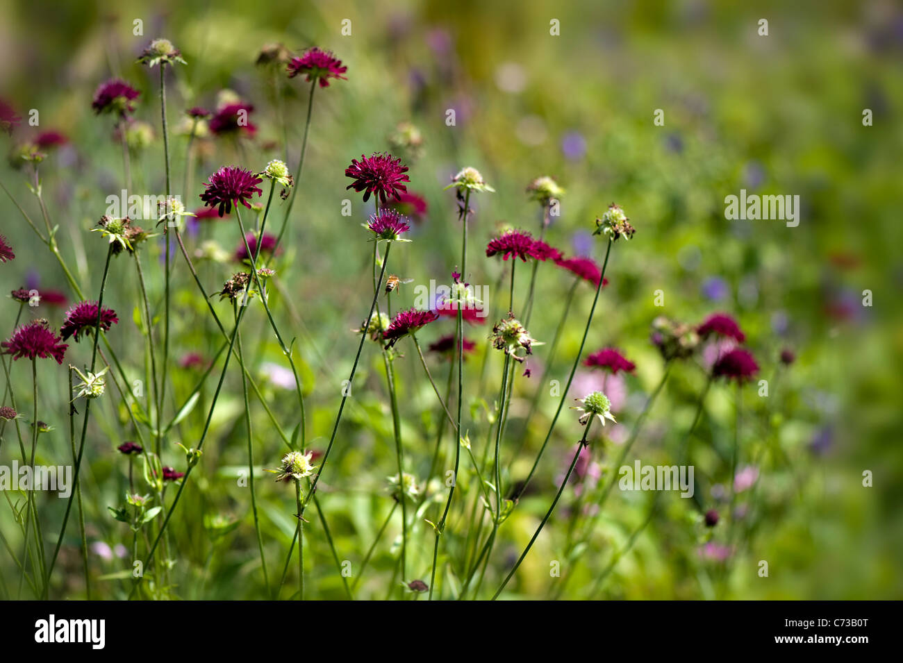 The delicate flowers of Scabiosa atropurpurea also known as the ...