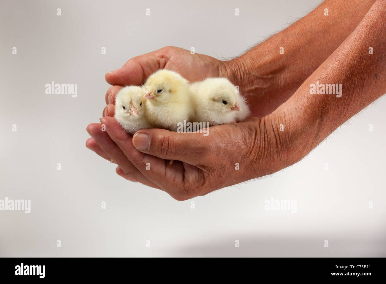 newly hatched Day-old Chicks in farmers hands on plain background Stock ...