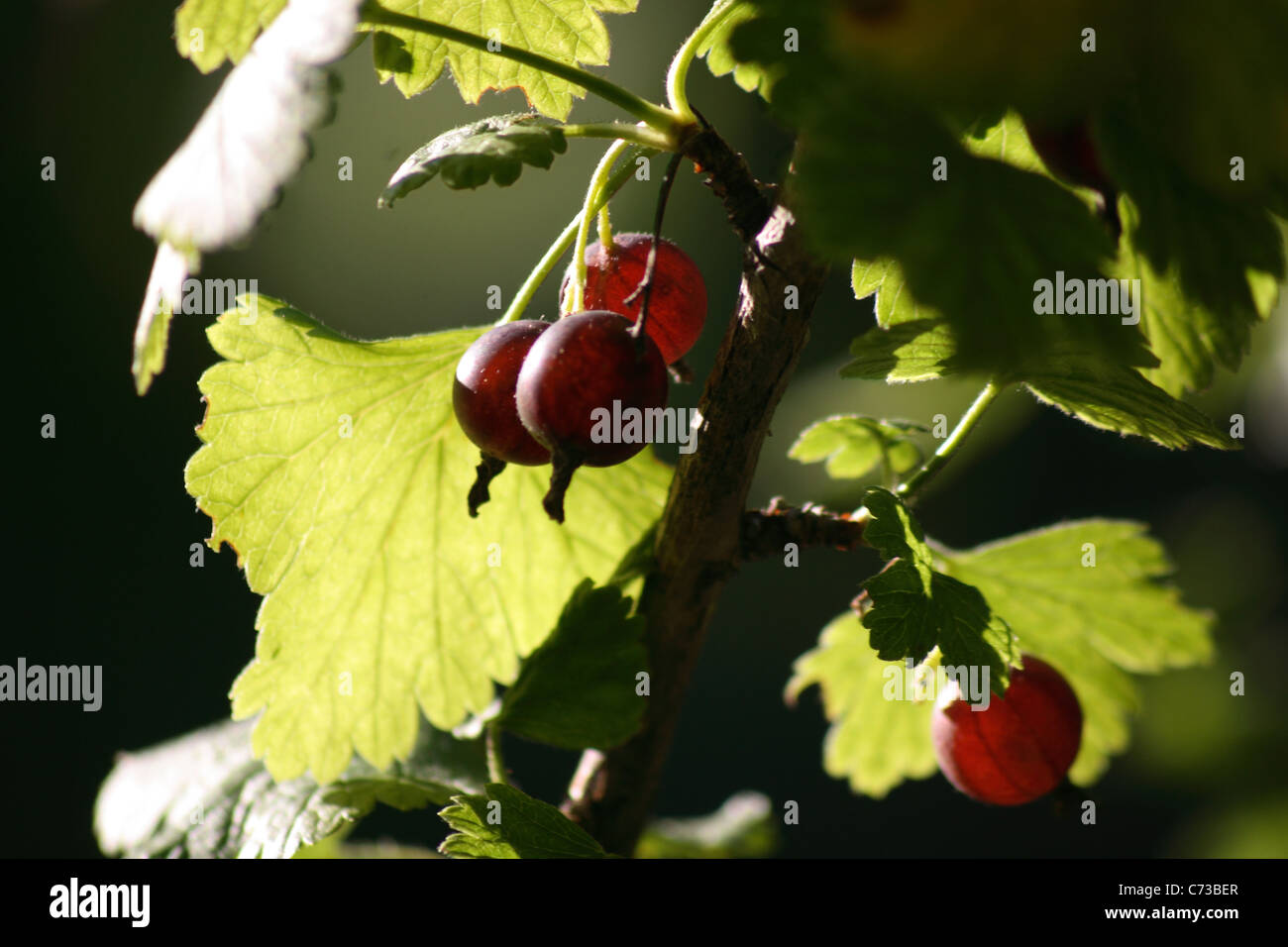 Gooseberry crop hi-res stock photography and images - Alamy