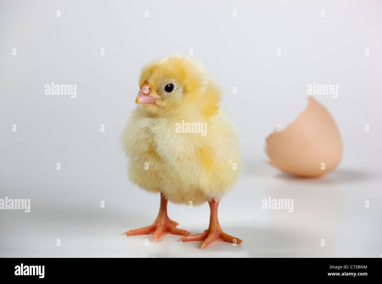 newly hatched Dayold Chick and eggshells Stock Photo - Alamy